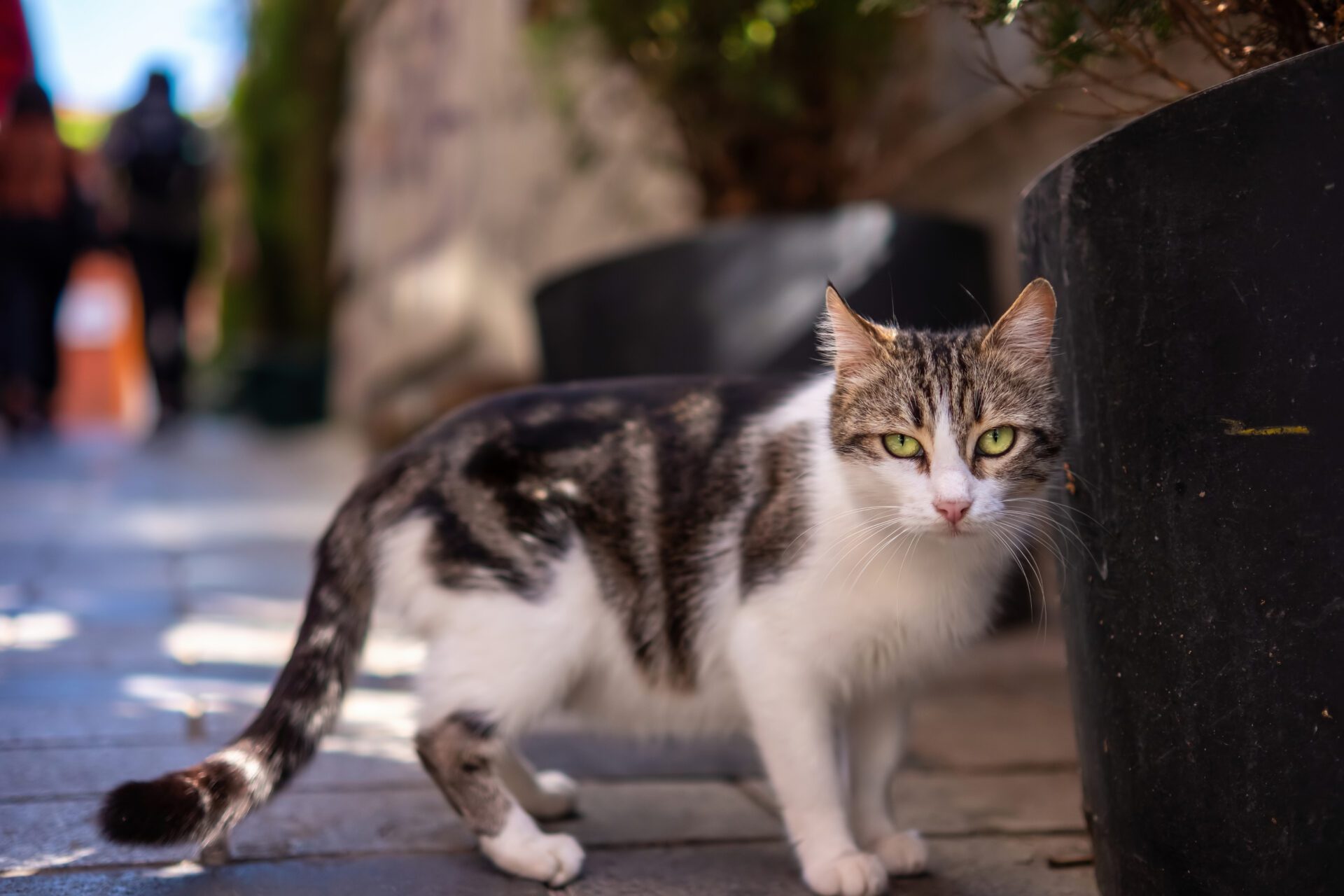 Adorable Charm of Istanbul's Friendly Street Cats 2023